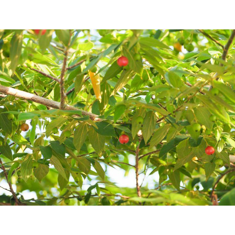 Jual BUAH KERSEN MENTAH ATAU BUAH TALOK SEGAR LANGSUNG PETIK | Shopee ...