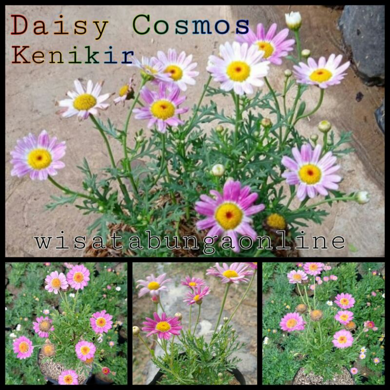 Jual Tanaman Hias Bunga DAISY - Bunga Hidup Keniker Cosmos Berbunga ...
