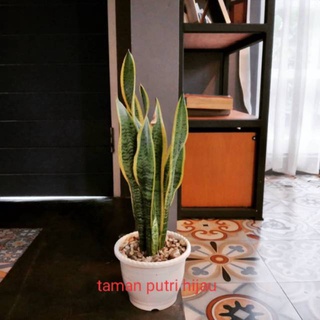 Jual Tanaman hias sensivera pedang pedangan lidah mertua (tanaman hidup ...