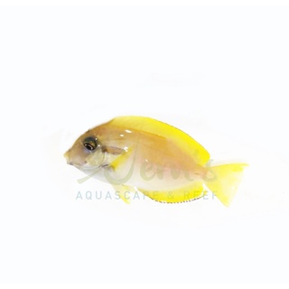 Jual Ikan Botana Kapsul Kuning (Orange Shoulder Tang) | Shopee Indonesia