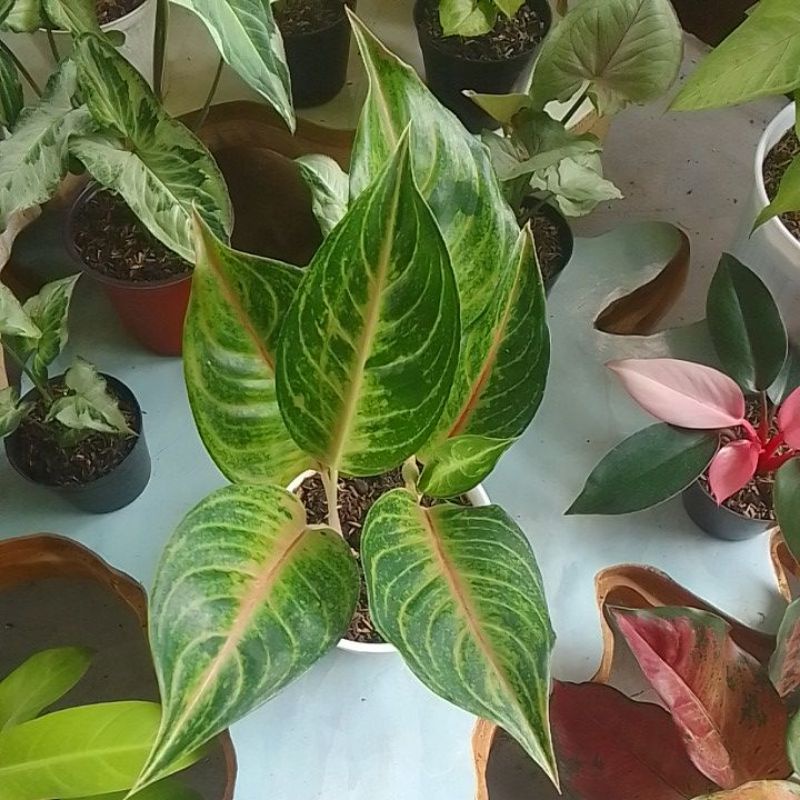 Jual golden siam | Shopee Indonesia