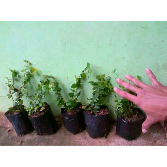 Jual Tanaman dolar pohon dolar kecil tanaman rambat pagar Produk Baru ...