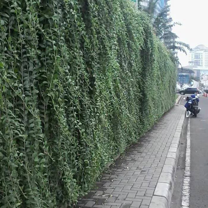 Jual tanaman hias lee kuan yew panjang 1 meter - lee kwan yew - li kuan ...