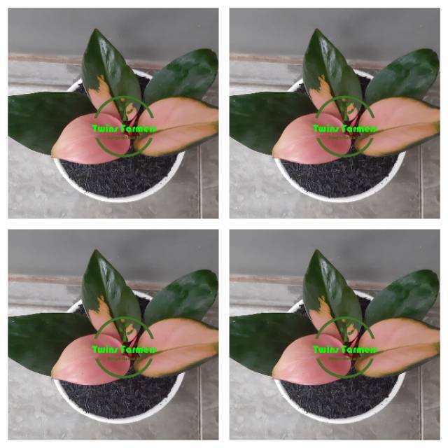 Jual Promo Hemat 4 Buah Philo Pink Congo Medium Size | Shopee Indonesia