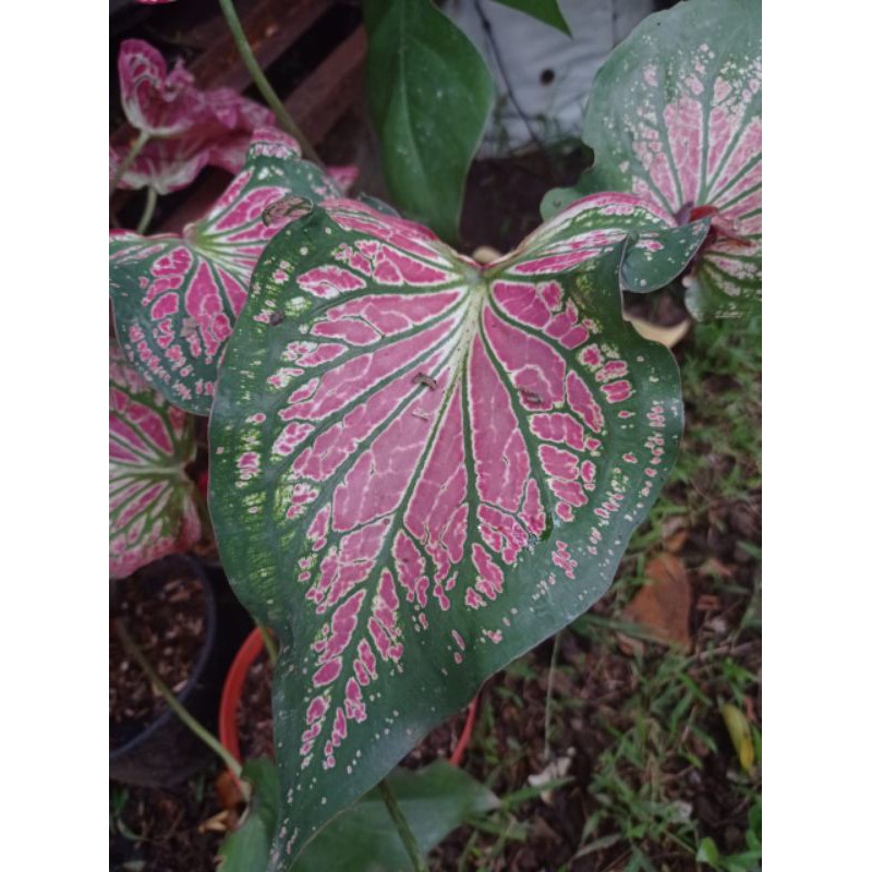 Jual Caladium Keladi Wayang - Tanaman Hias | Shopee Indonesia