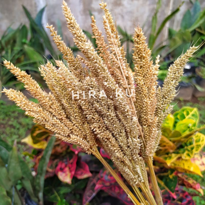 Jual Bunga teki || Props foto | Shopee Indonesia