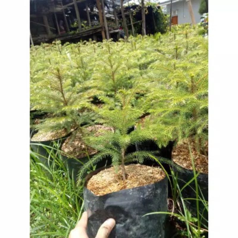 Jual Cemara Pentris (Araucaria heterophylla)- Bibit tanaman cemara ...