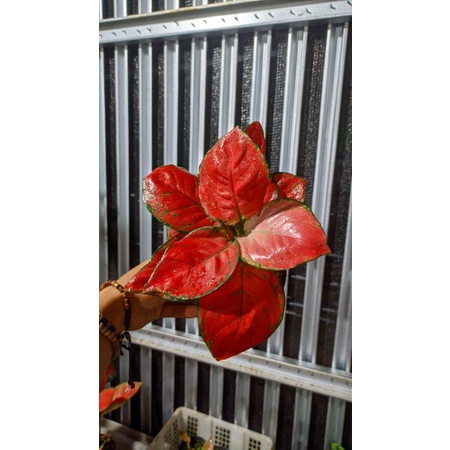 Jual tanaman hias red anja | Shopee Indonesia