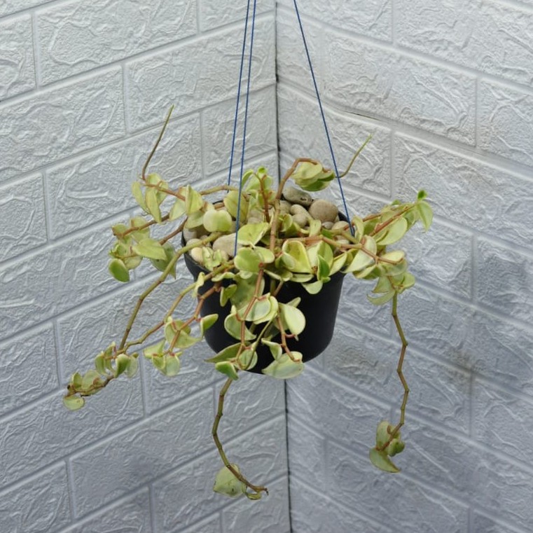 Jual Tanaman Hias Gantung Teplan Terang Bulan / Peperomia Scandens ...