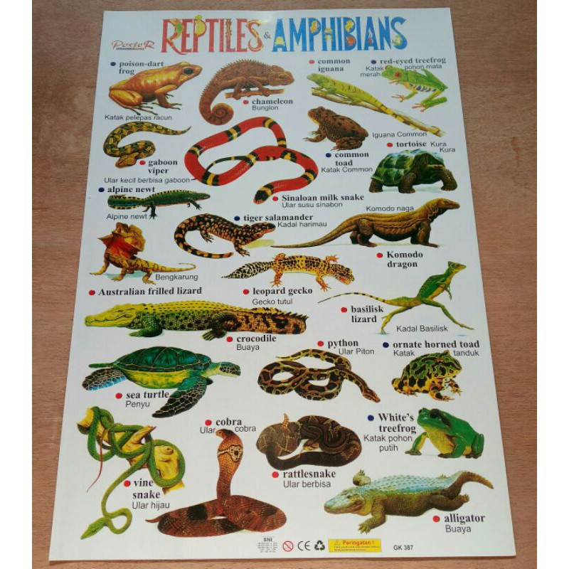 Jual POSTER HEWAN REPTIL DAN AMPIBHI | Shopee Indonesia