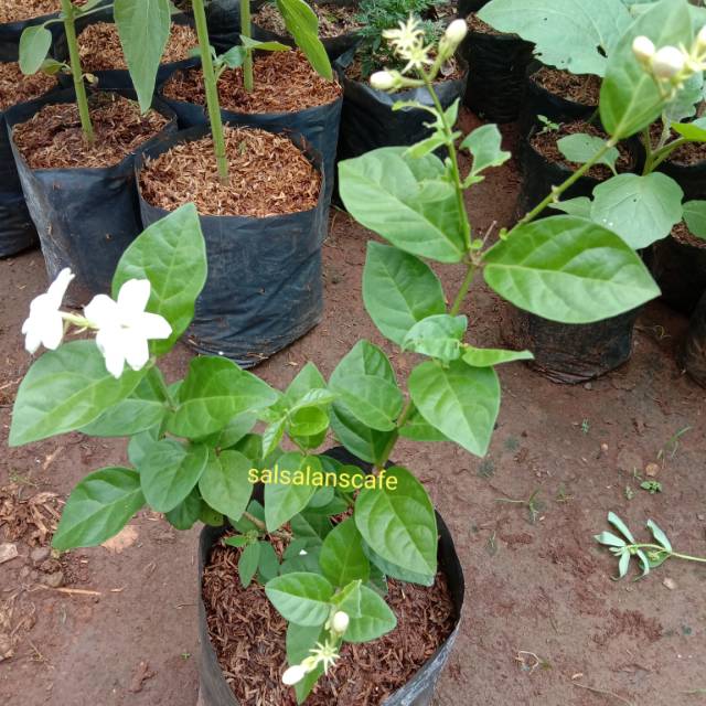 Jual Pohon Melati Wangi Tanaman Melati Kampung | Shopee Indonesia