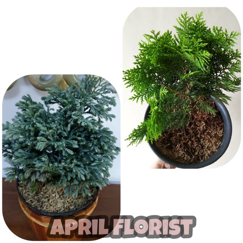 Jual Paket 2 Jenis Tanaman Hias Pohon Cemara Perak Blue Pine + Cemara ...