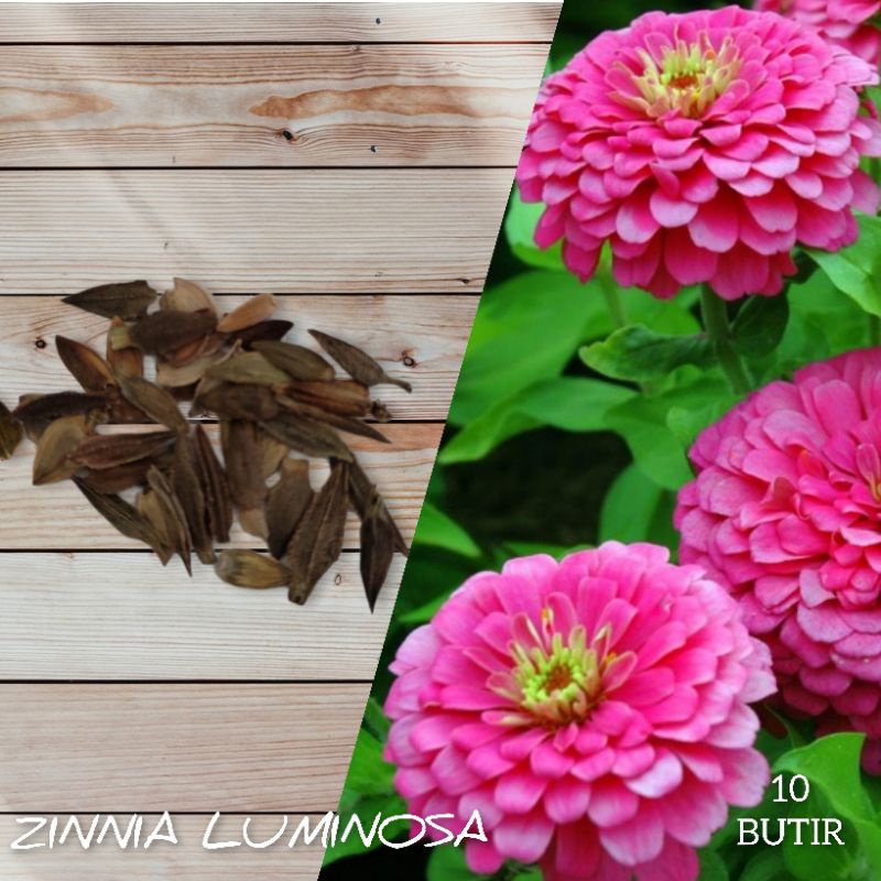 Jual 10 BUTIR BIJI BUNGA ZINNIA LUMINOSA PINK | Shopee Indonesia