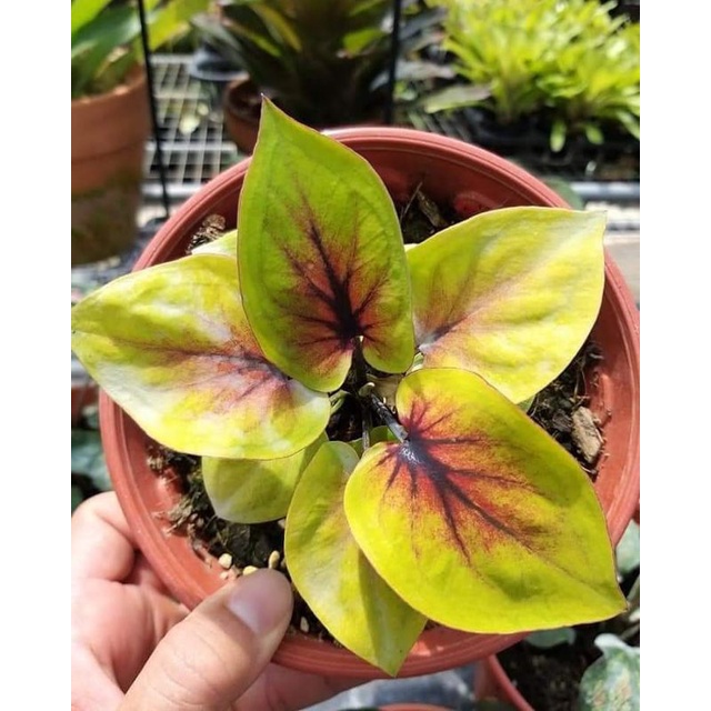 Jual Caladium seri kuning | Shopee Indonesia