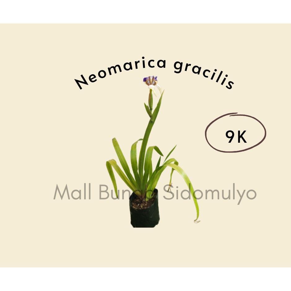 Jual Tanaman Bunga Iris Kuning / Airish Kuning/ Neomarica Longifolia ...