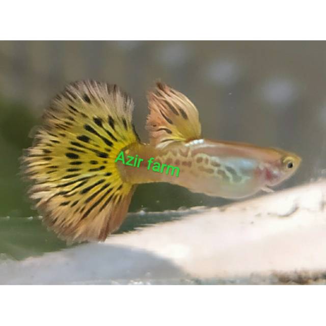 Jual Ikan Hias Guppy jenis baru Snakeskin yellow mozaik ( grade A, B, C) | Shopee Indonesia