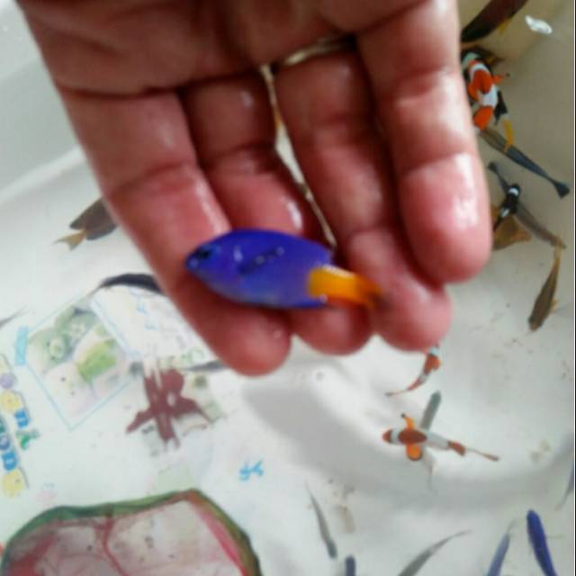 Jual Ikan Blue Devil (ikan hias laut) | Shopee Indonesia
