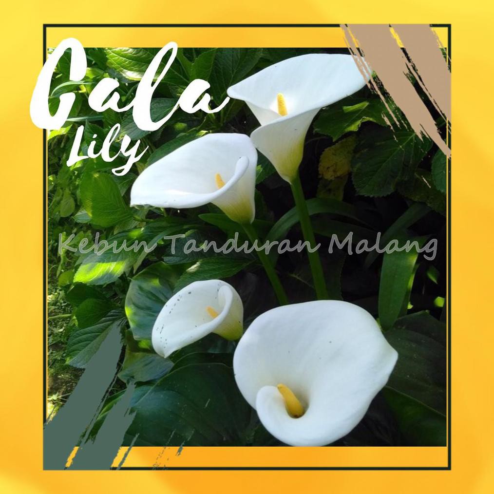 Jual L0N Bunga Calla Lily -Bibit Tanaman Hidup Bukan Biji- Murah ...