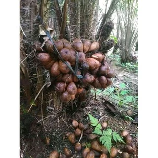 Jual Biji Salak Terlengkap & Harga Terbaru Juni 2024 | Shopee Indonesia