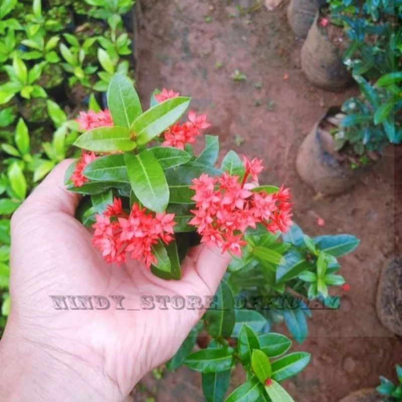 Jual Beli 4 Bonus 1 Bahan Bonsai / Taman Bibit Asoka / Soka Tabulampot ...