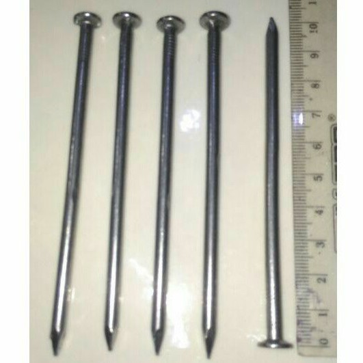 Jual PAKU USUK KAYU 10 CM / 250 GRAM | Shopee Indonesia