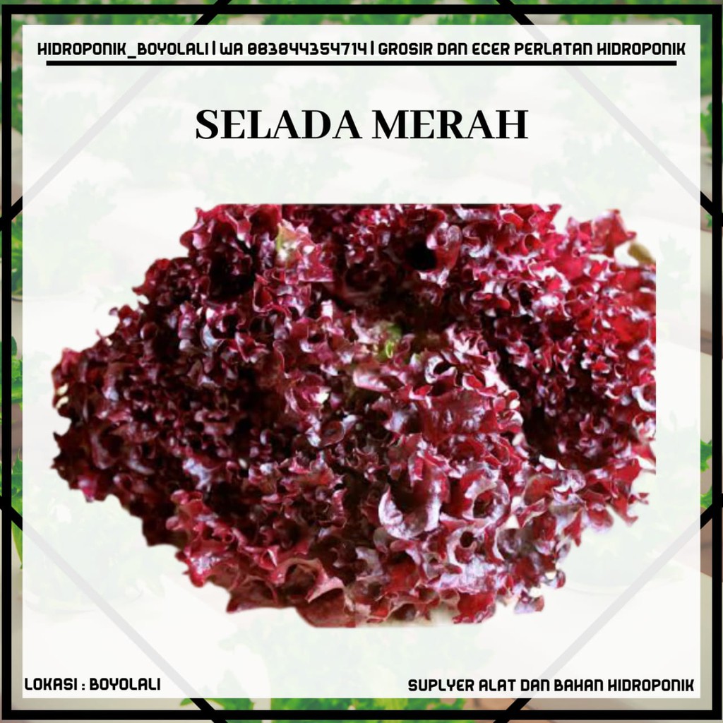 Jual BENIH SELADA MERAH RED RAPID KEMASAN EKONOMIS ISI 150+SEED ...