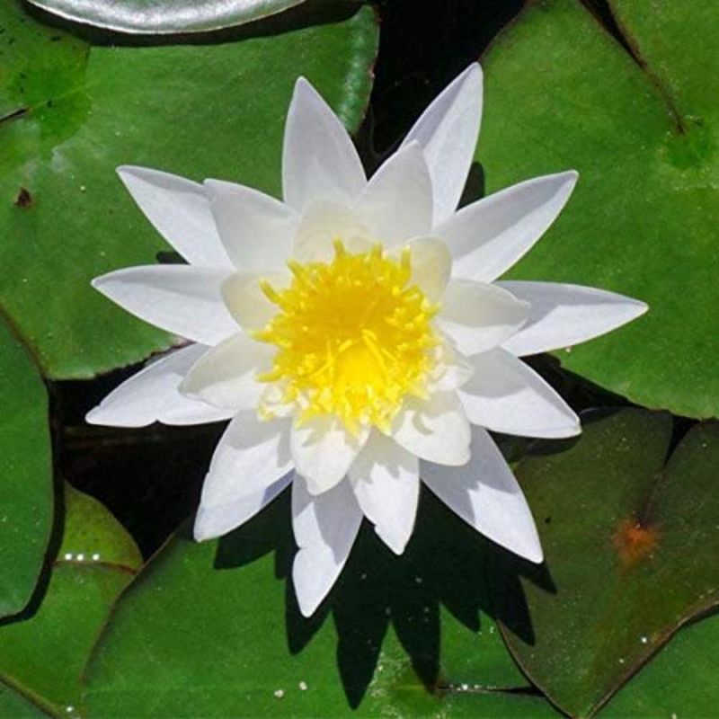 Jual Benih Bibit 1 Biji Bunga Teratai Water Lily Flare TROPICAL ...