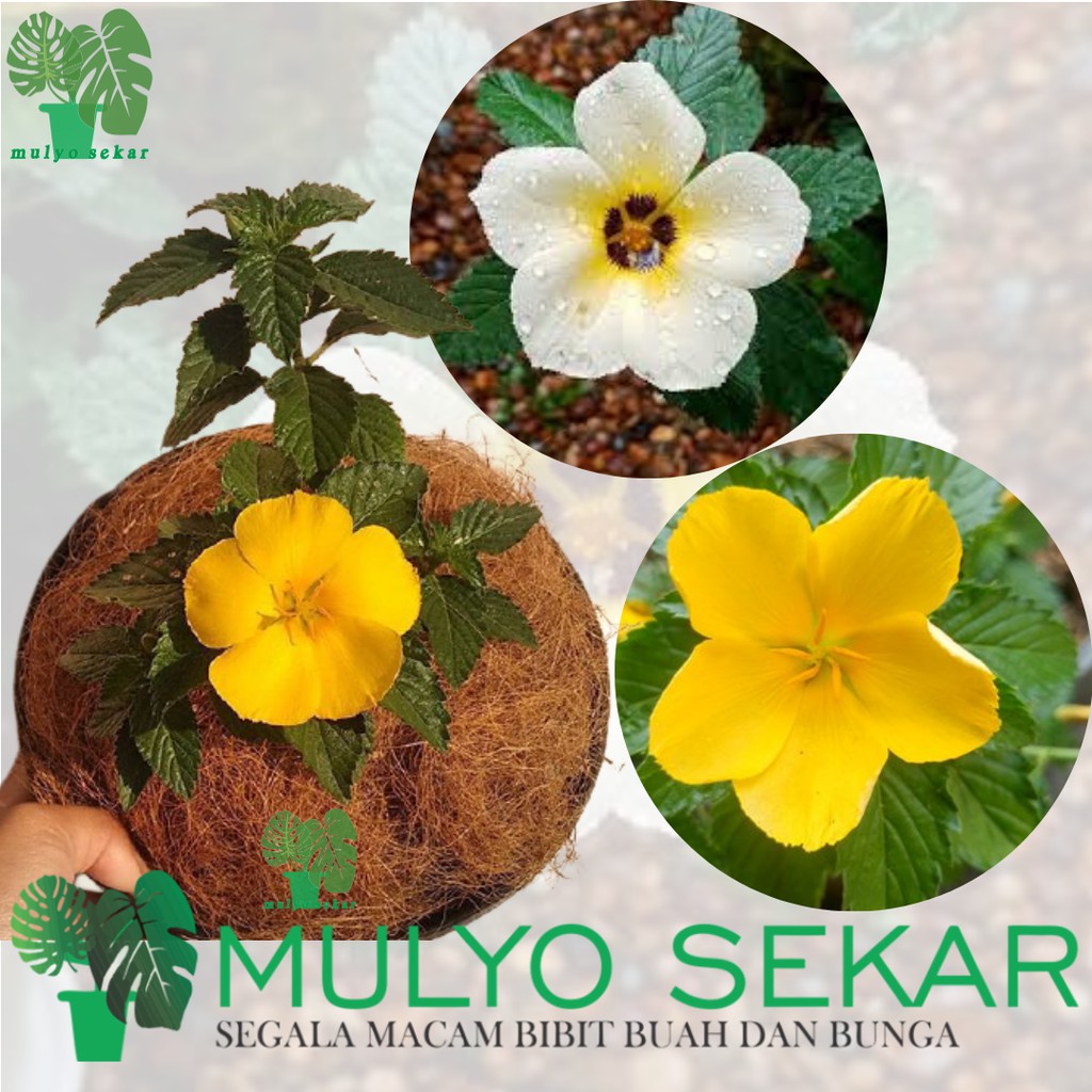 Jual tanaman hias Yolanda - bibit tanaman berbunga - bunga hias pukul 9 ...