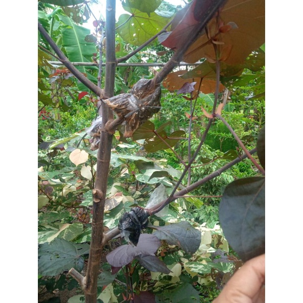 Jual bahan waru merah super | Shopee Indonesia