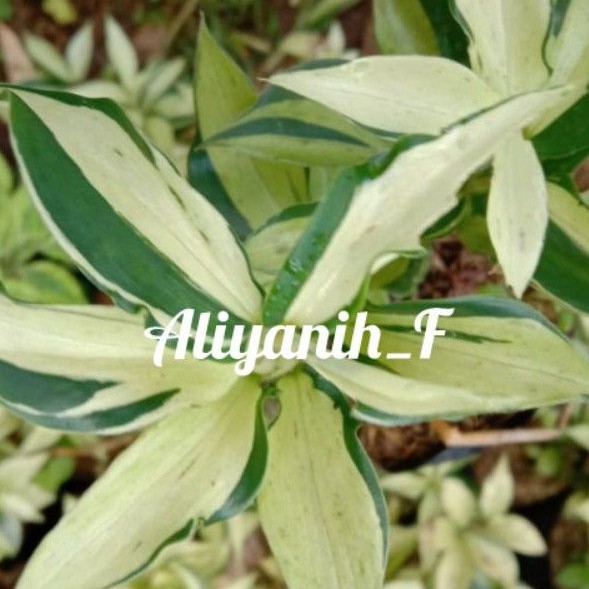 Jual tanaman hias pancing pentul varigata | Shopee Indonesia