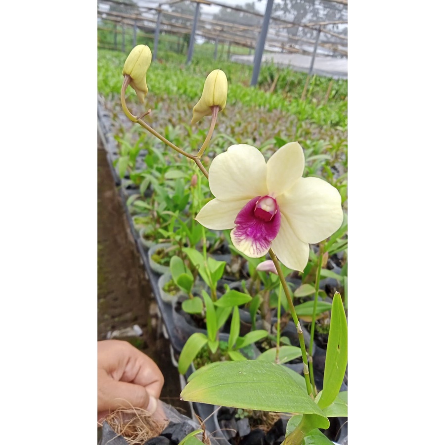 Jual dendrobium jade junior spike knop mekar | Shopee Indonesia