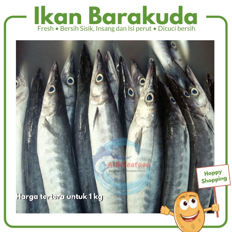 Jual Ikan barakuda baracuda seafood fresh segar surabaya | Shopee Indonesia