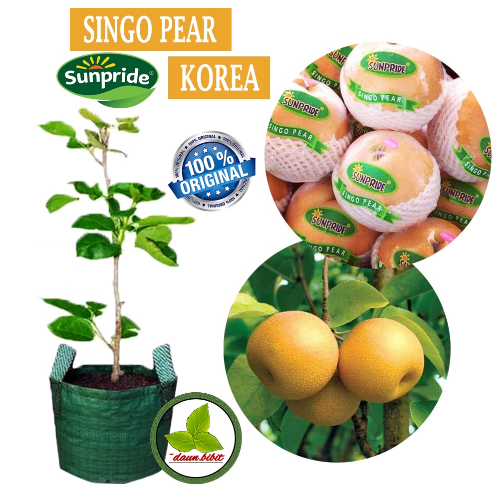 Jual Tanaman Bibit Buah Pear Sunpride Singo Korea | Shopee Indonesia
