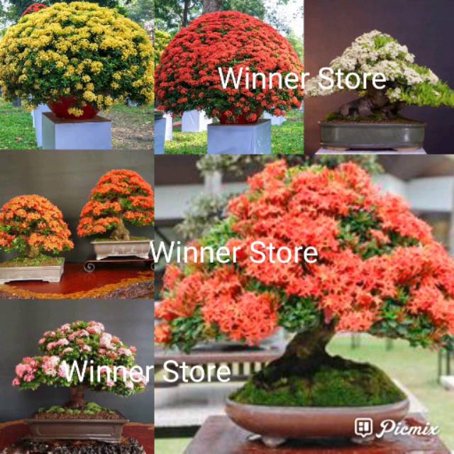 Jual Bibit Benih Bunga Soka Mix (2 Butir) | Shopee Indonesia