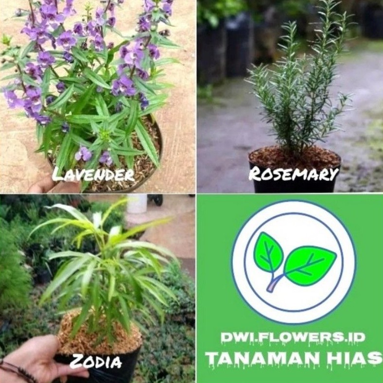Jual ( BISA COD ) PAKET 3 Tanaman Anti Nyamuk Rosemary, Lavender, Zodia / Tanaman Hias Pengusir ...