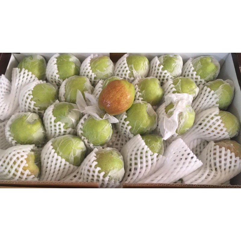 Jual Pir Xiangli Pear [ 500 gram ] | Shopee Indonesia