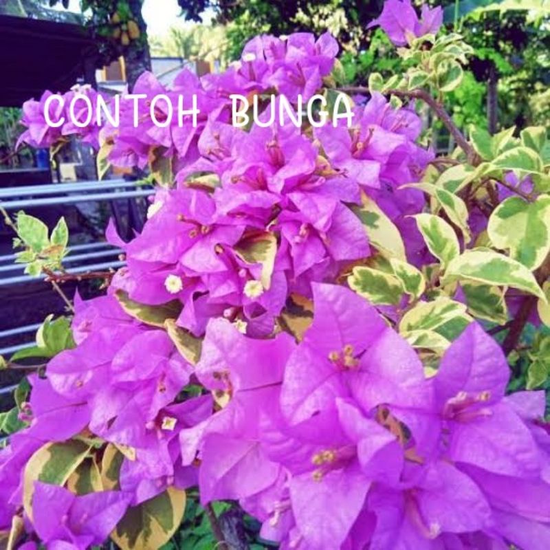 Jual Bugenville varigata bunga ungu | Shopee Indonesia