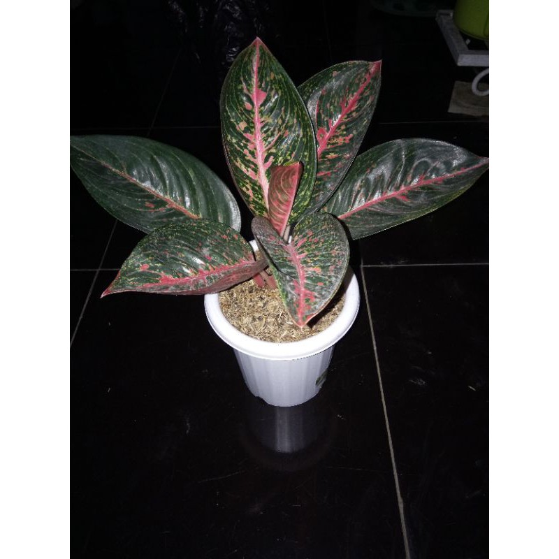 Jual Aglonema Adelia (greg hybrid, rare) | Shopee Indonesia