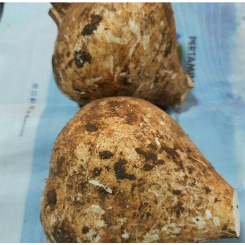 Jual bengkuang 1kg | Shopee Indonesia