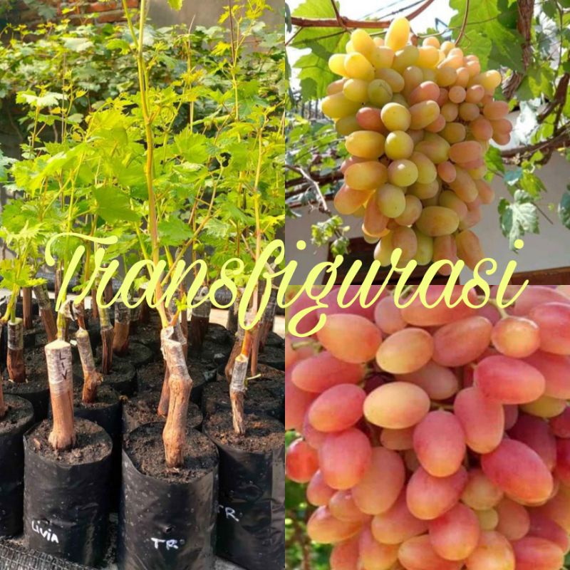 Jual Anggur Import trans / transfiguration / Tranfiguration ...
