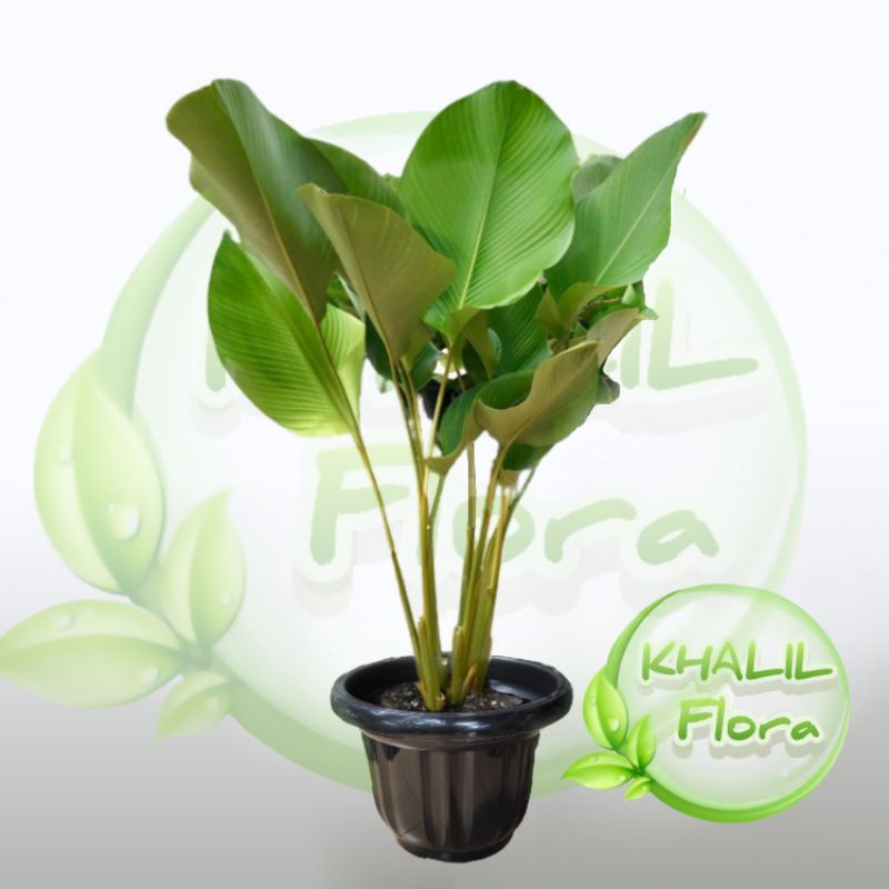 Jual Tanaman Hias Calathea Lutea - Calathea Pisang Pisangan | Shopee ...