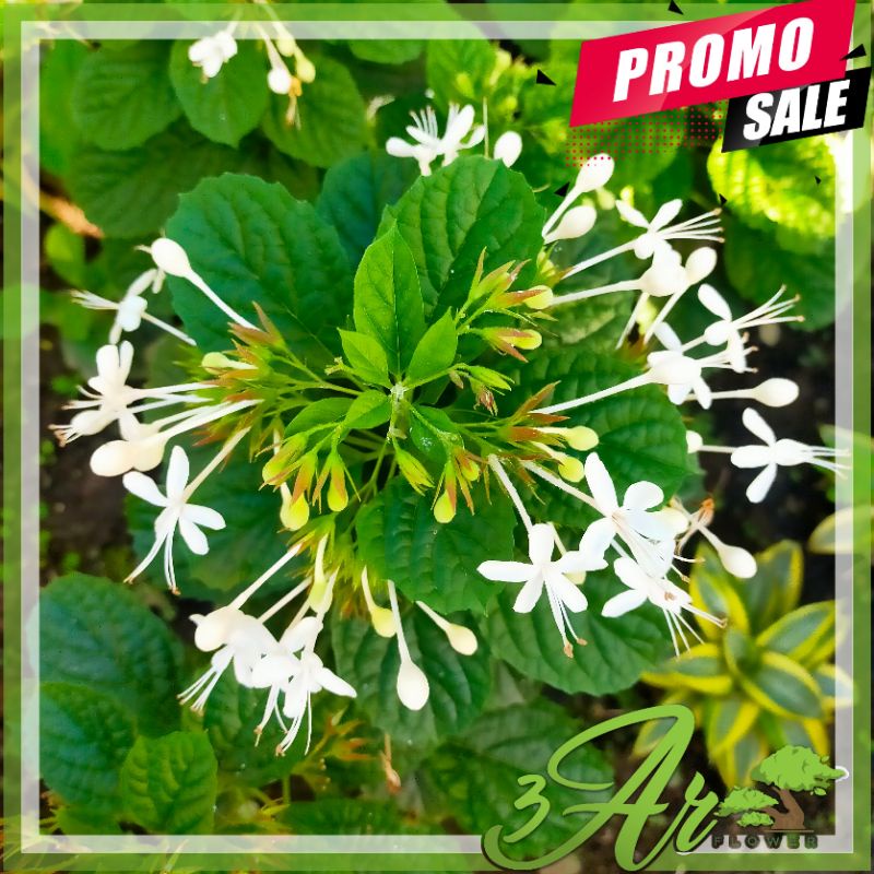 Jual (TANAMAN HERBAL)TANAMAN HERBAL PECAH BELING/KECI BELING | Shopee ...