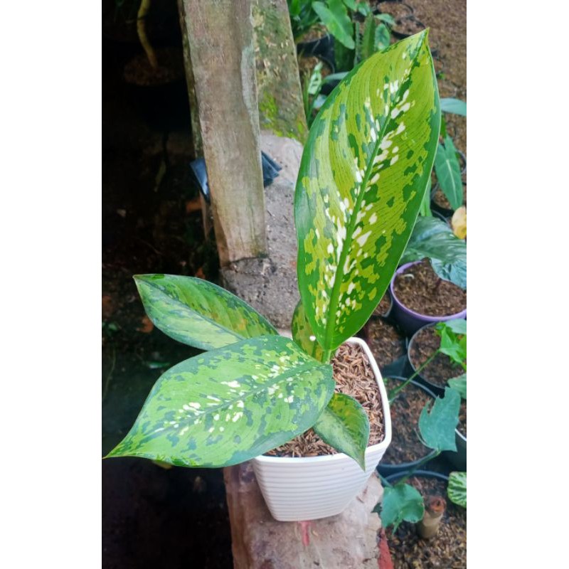 Jual tanaman hias diven army / aglonema army | Shopee Indonesia