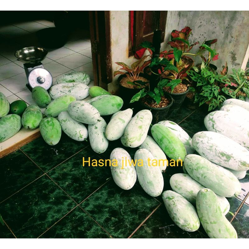 Jual buah bligo/kundur pres segar 2kg sampai2,5kg | Shopee Indonesia