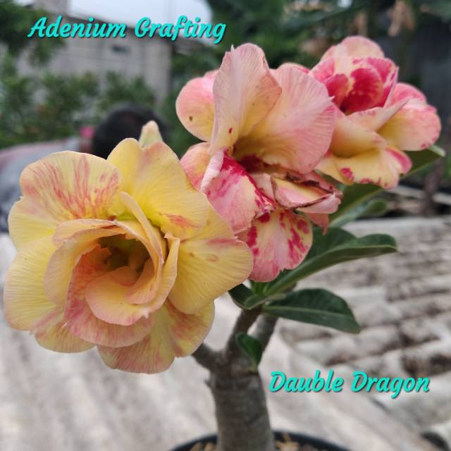 Jual Adenium bunga tumpuk "Dauble dragon" | Shopee Indonesia