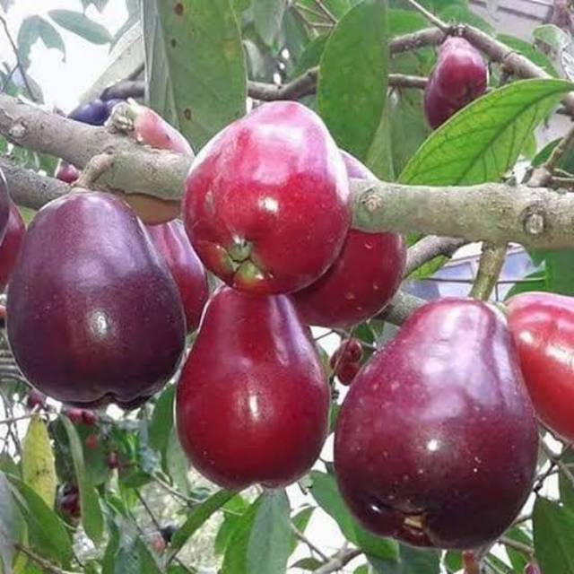 Jual Bibit jambu darsono jamaika | Shopee Indonesia
