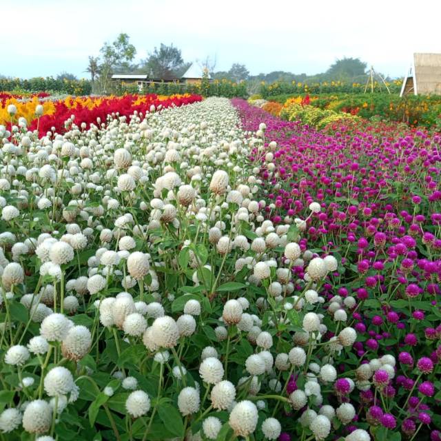 Jual Benih atau biji bunga kancing atau bunga gundul mix putih dan ungu ...