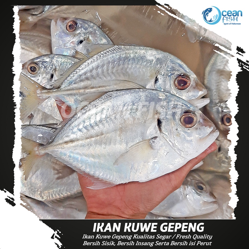 Jual Ikan Kuwe Gepeng Segar - Ikan Kuwe Fresh Bersih Sisik & Isi Perut ... Jual Ikan Kuwe Gepeng Segar - Ikan Kuwe Fresh Bersih Sisik & Isi Perut ...