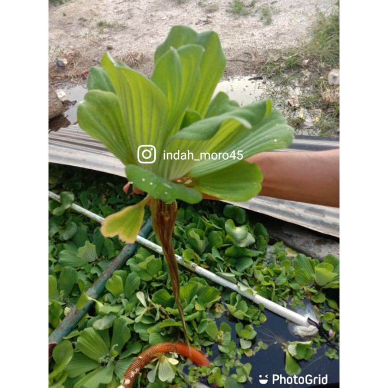 Jual Eceng Gondok#Apu-Apu, Kol Air#Water Lettuce (Pistia stratiotes ...