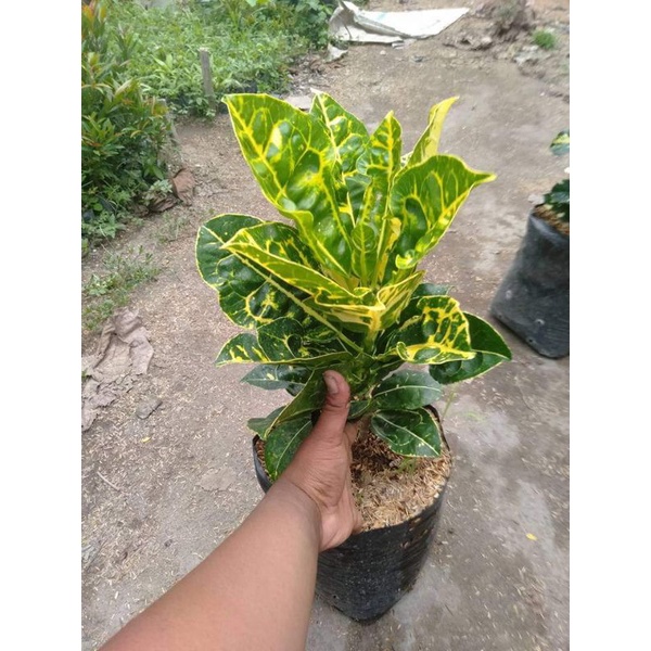 Jual puring kura kuning / kura golden bibit (25-30 cm) | Shopee Indonesia